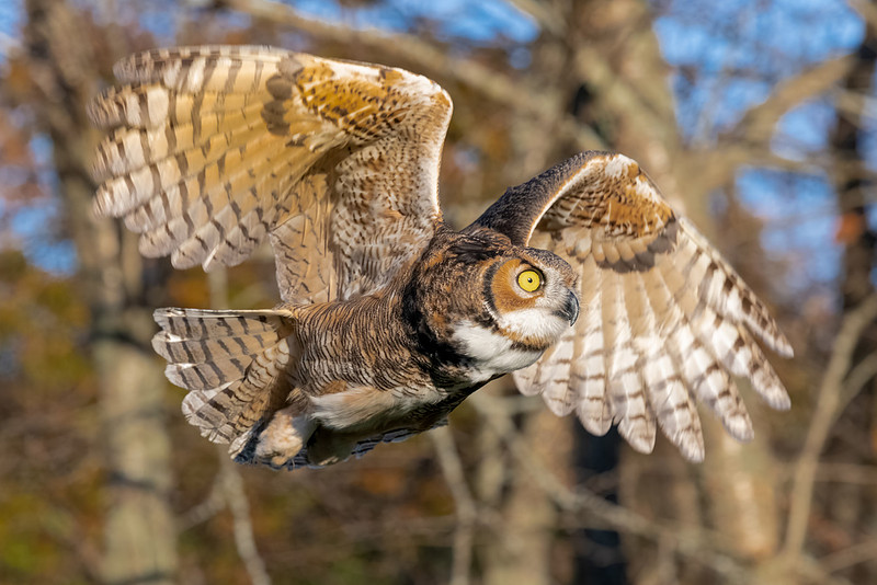 Chasing the Golden Light Photography by Howard S. Muscott | Owls